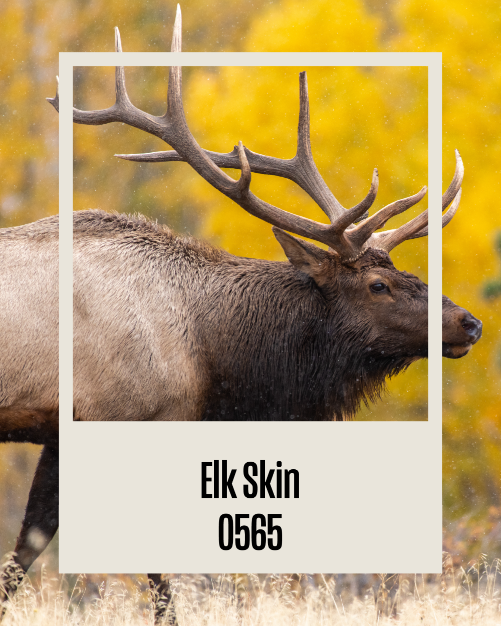 FALL FAVORITES COLOR INSPIRATION - McCormick Paints